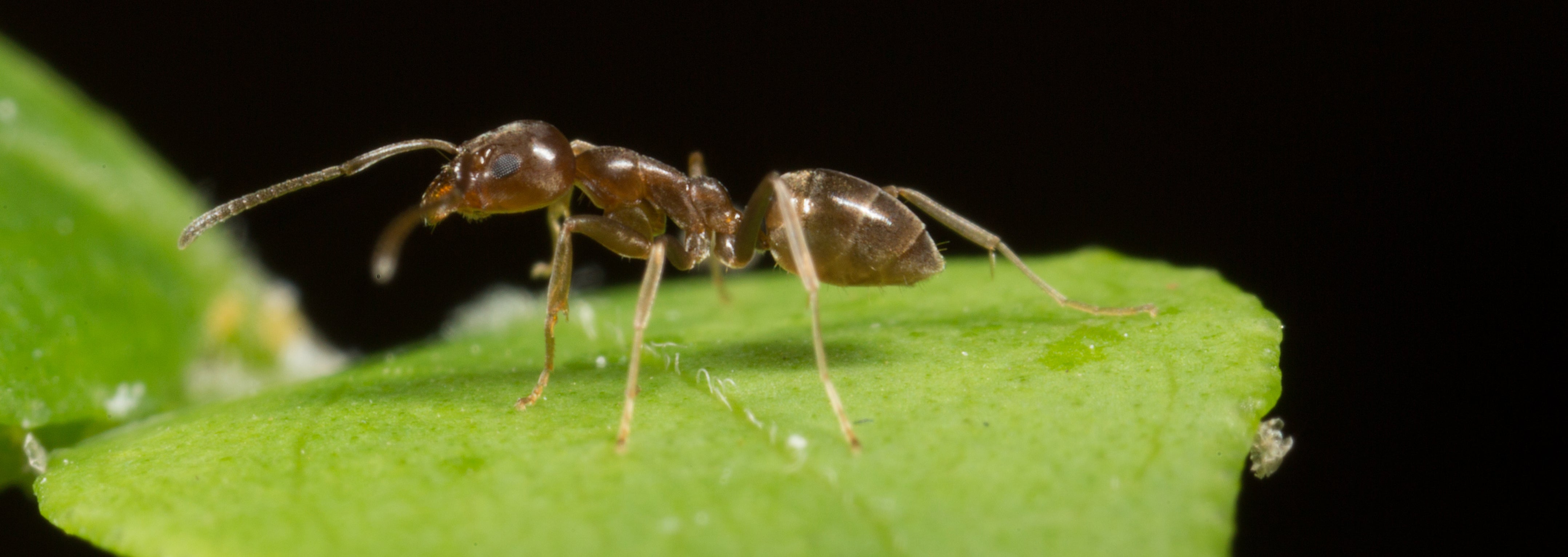 Argentine Ants | Applied Biological Control Research